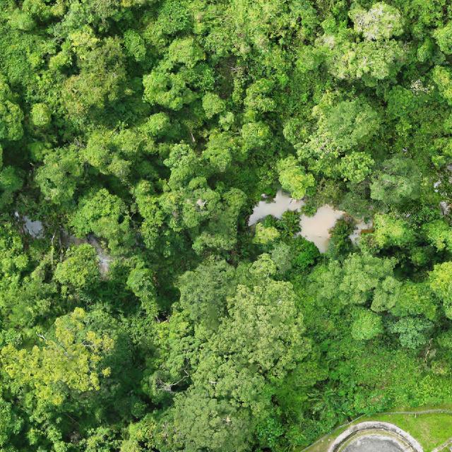 Sample-YOLO Instance Segmentation Dataset by Chica Intan