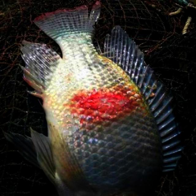 Tilapia Diseases Object Detection Dataset by Secret Lab