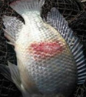 Merged-Datasets-Tilapia-Diseases Object Detection Dataset by Secret Lab