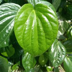 Deteksi Tanaman Herbal Object Detection Dataset by TA192024