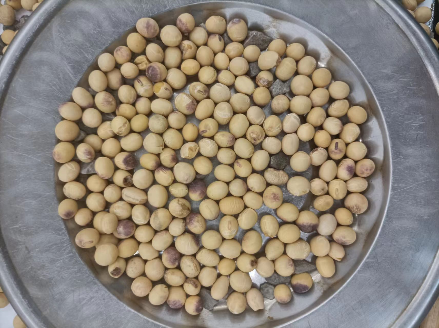 soybean Object Detection Model by first