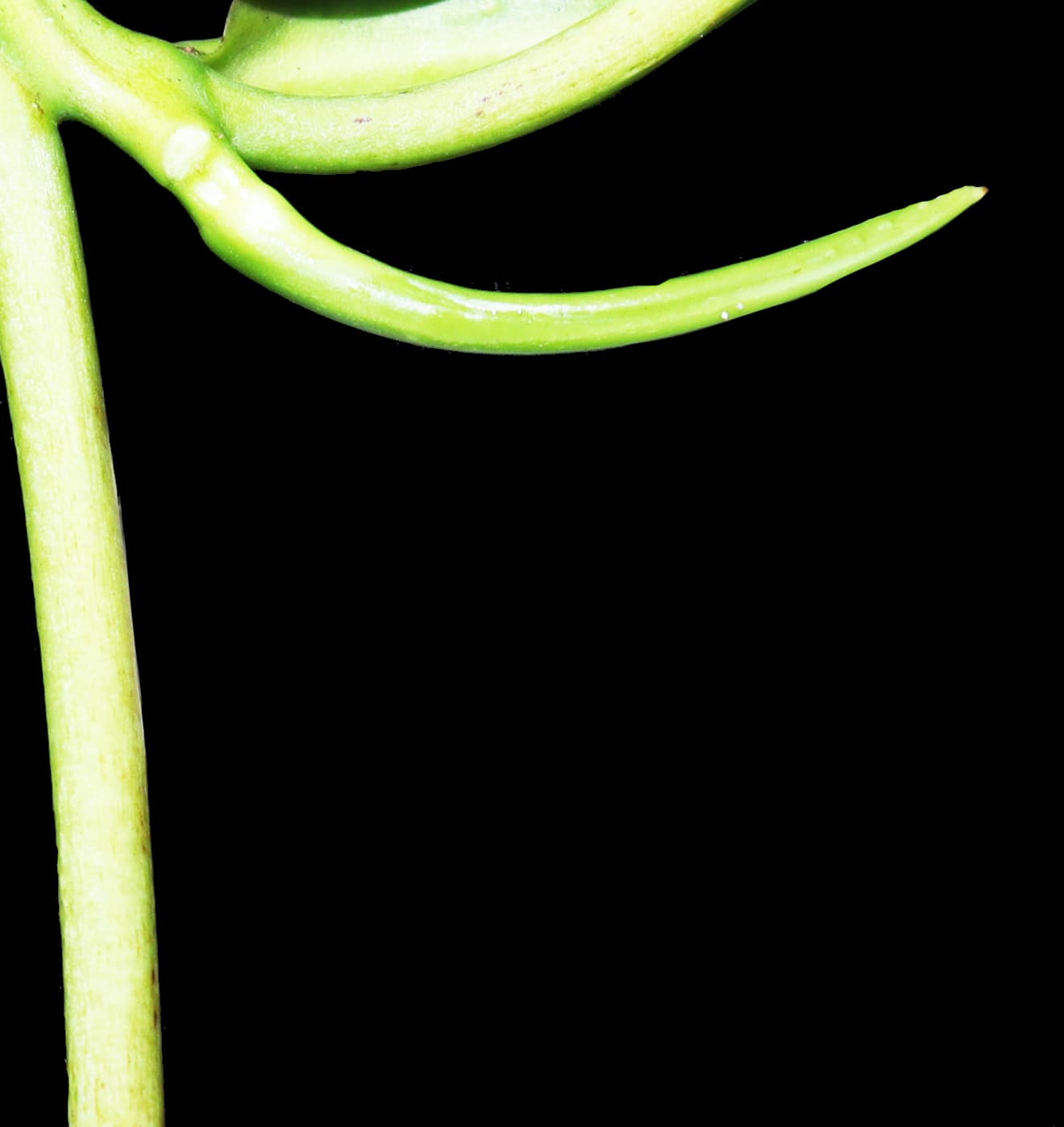 Leaf Projects Object Detection Dataset by leaf