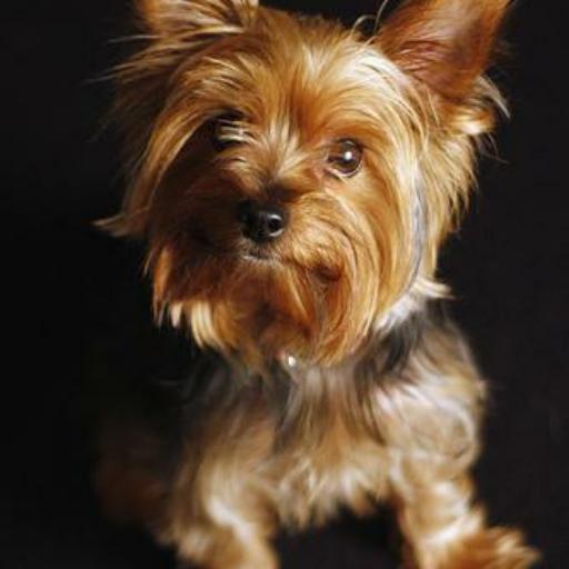 Animals Detecion Object Detection Model by sashssaasdoahfh