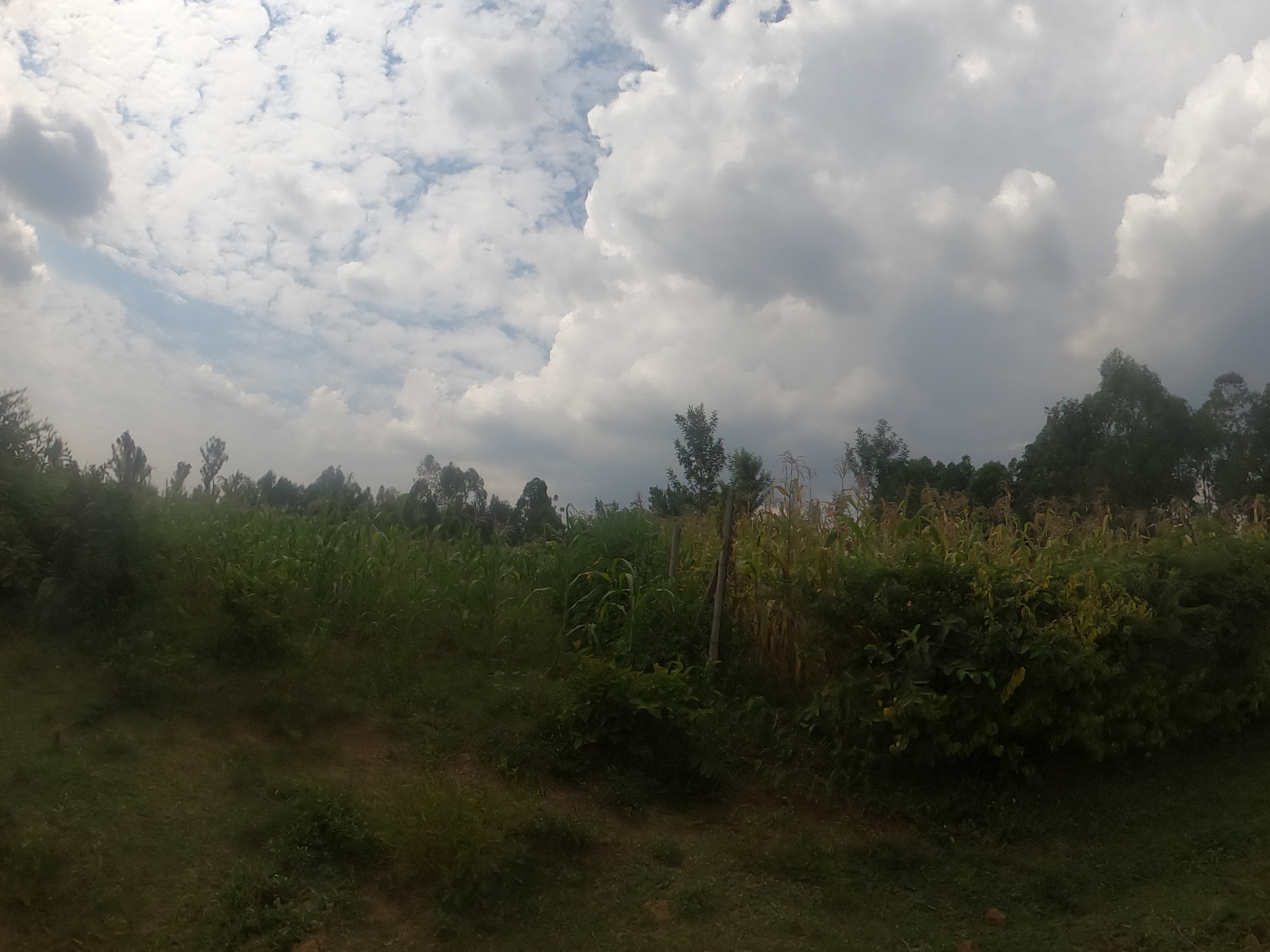 YOYO Object Detection Model by S2S