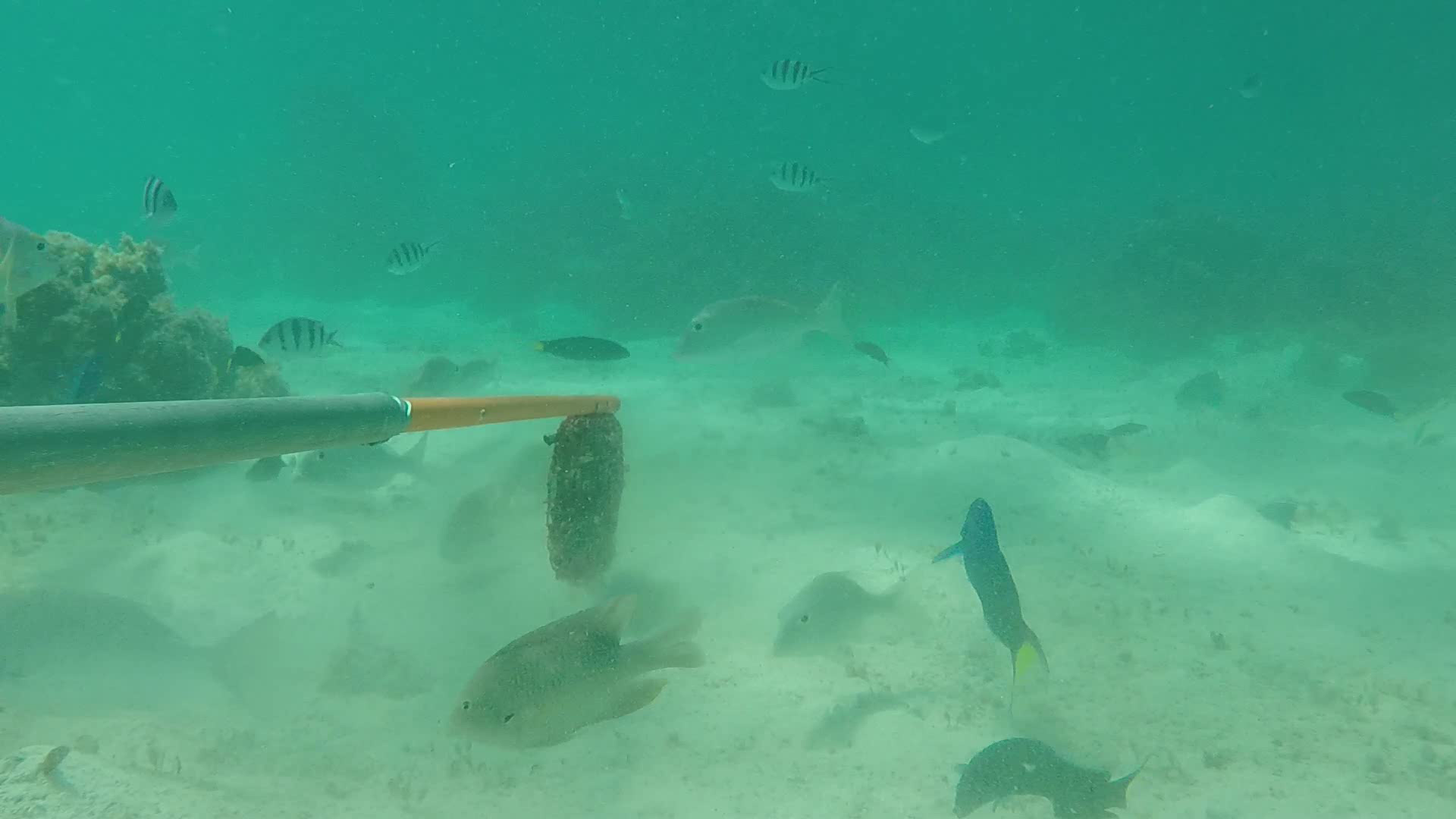 ozfish-aquarium Object Detection Model by RAHMAN