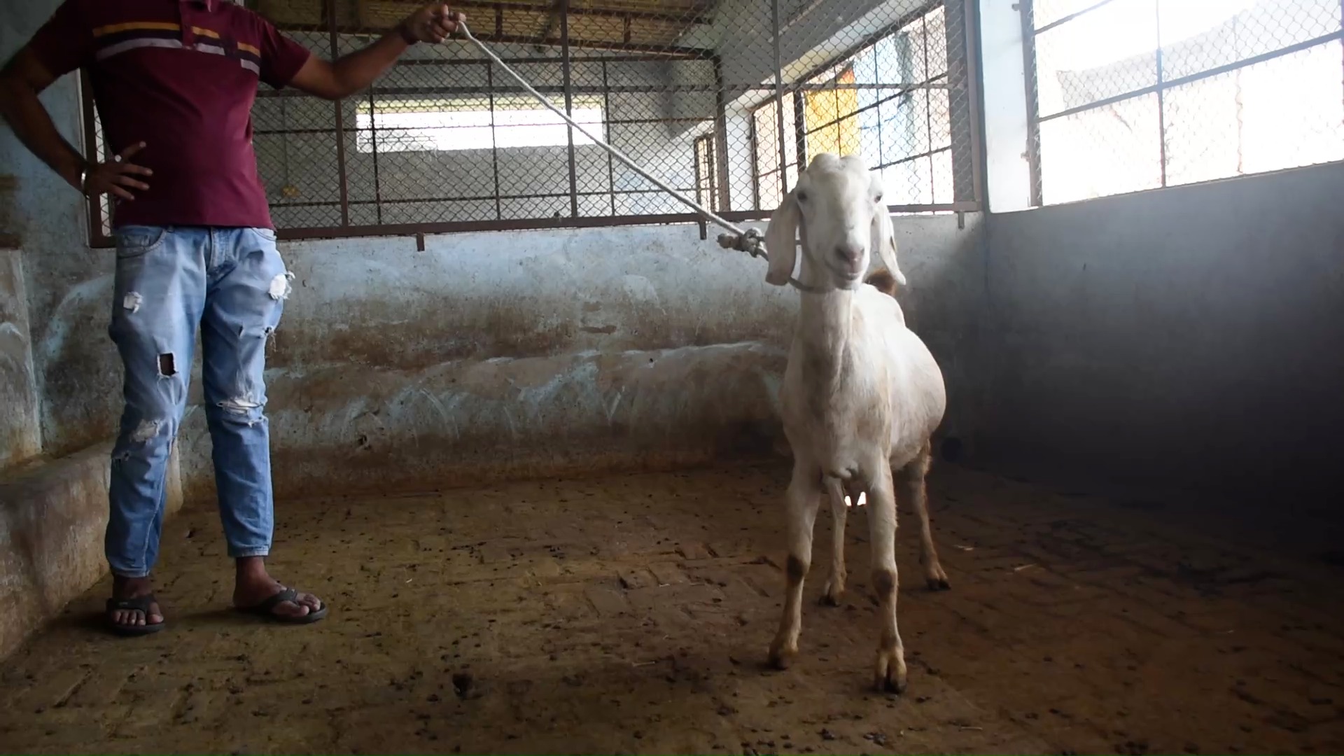 Goat Face Recognition Object Detection Dataset and Pre-Trained Model by SKM3205 Project