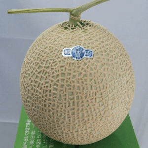 melon Object Detection Dataset and Pre-Trained Model by Jinny