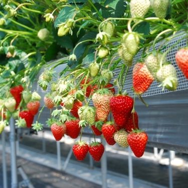 Strawberry Object Detection Model by Mirage Knights