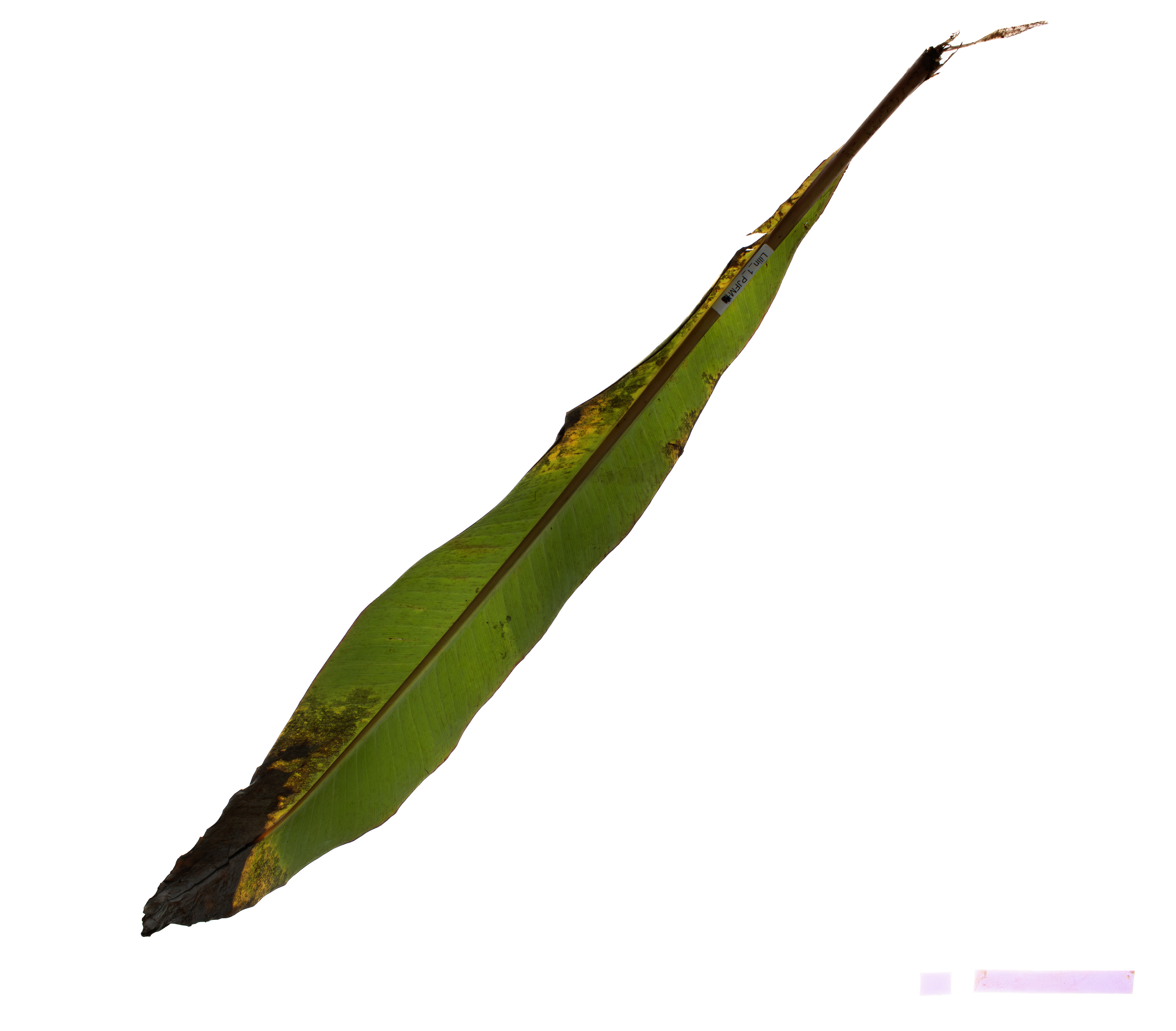 full_leaves Instance Segmentation Model by CIRAD