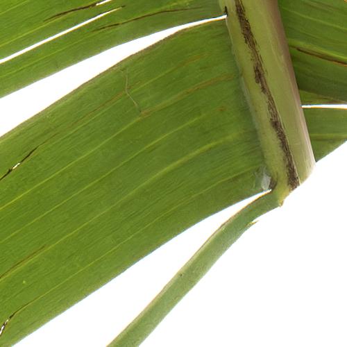 How to Use the full leaf lesion segmentation Instance Segmentation API