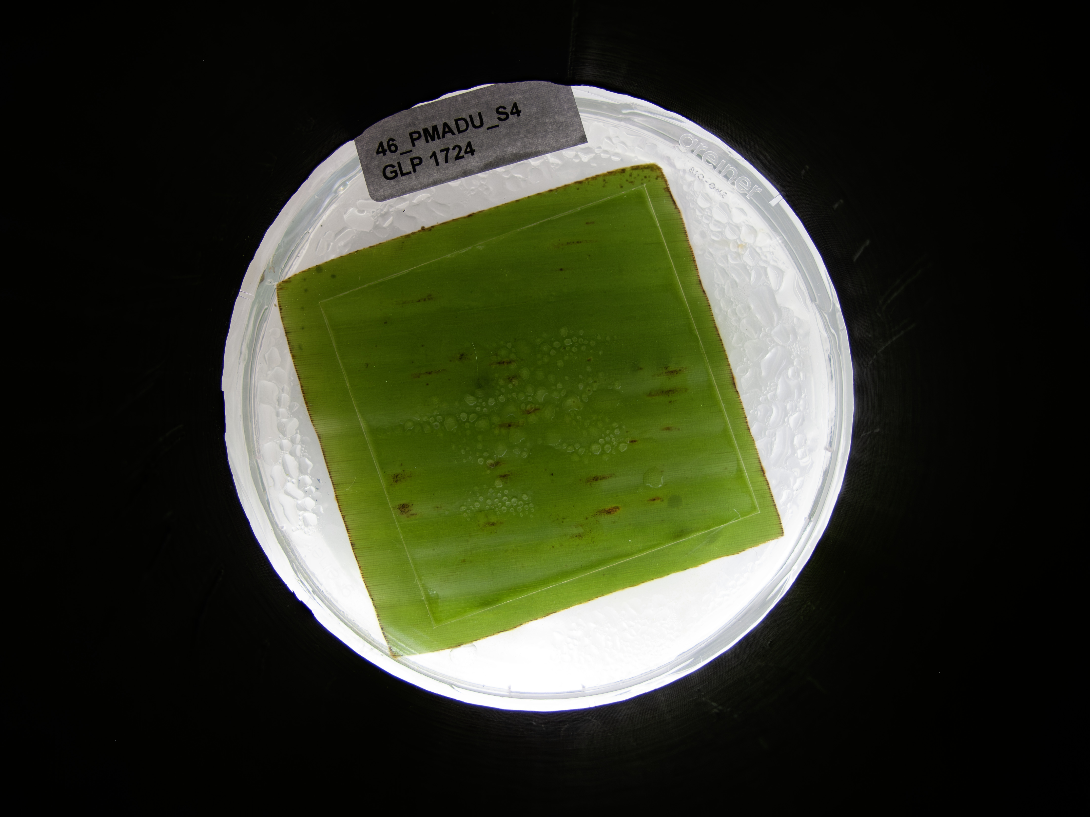 leaf_lesion Instance Segmentation Dataset and Pre-Trained Model by CIRAD