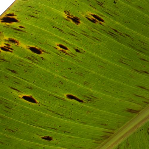 full leaf lesion segmentation Instance Segmentation Dataset and Pre-Trained Model by CIRAD