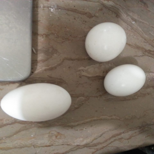 eggs Object Detection Dataset by seba