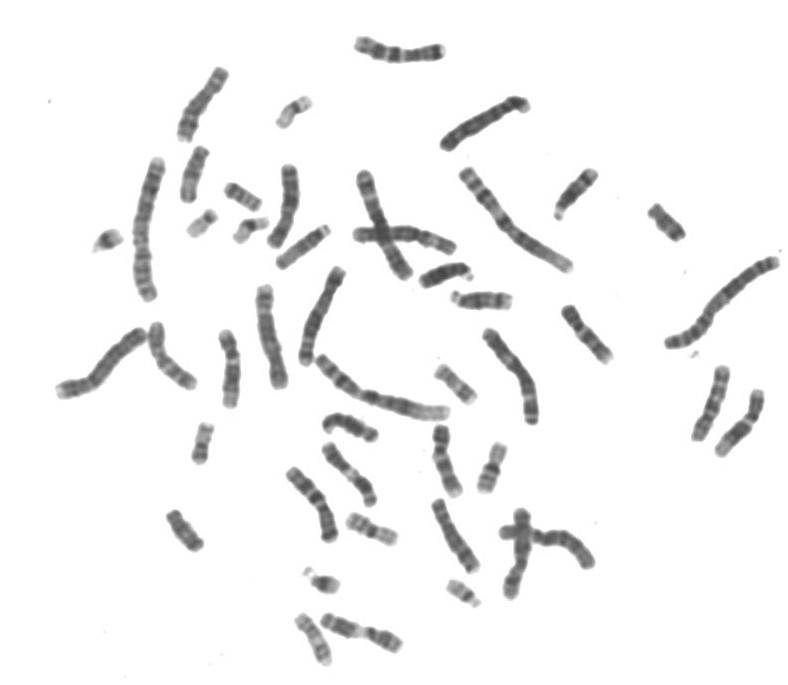 My 2 Project Object Detection Dataset And Pre Trained Model By Homo