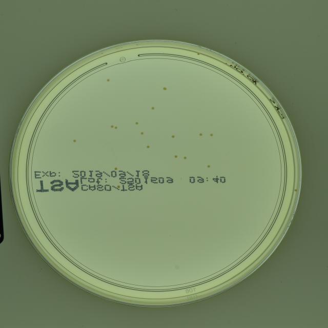 Fase Object Detection Dataset And Pre Trained Model By Unitec