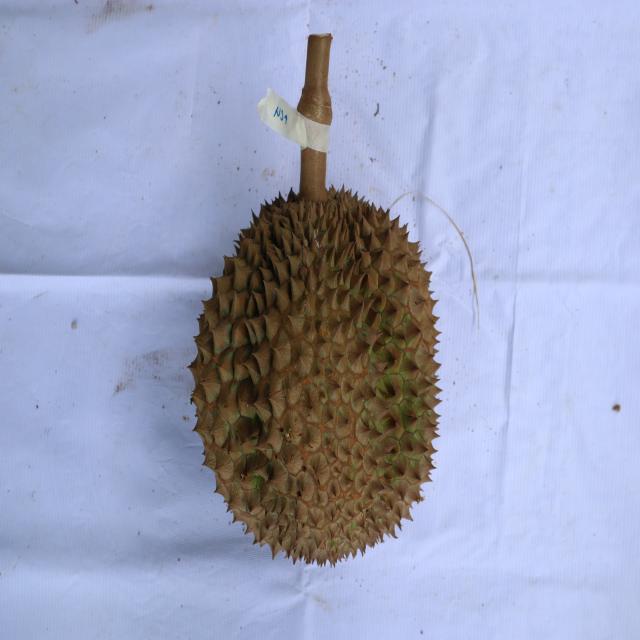 My First Project Classification Dataset and Pre-Trained Model by PD