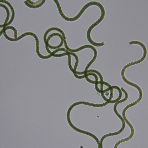 Cjwr Microalgae Detection Baseline Model Augmentation Image Processing Object Detection Dataset