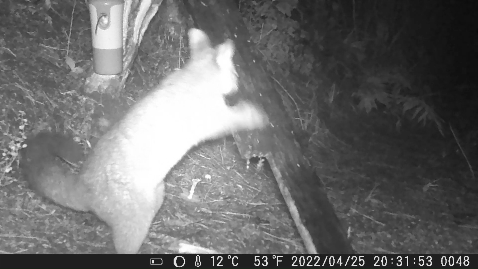 NZ-Pests Object Detection Dataset and Pre-Trained Model by Richard Wright