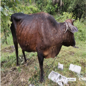 lumpy skin diesease Object Detection Dataset and Pre-Trained Model by LSD