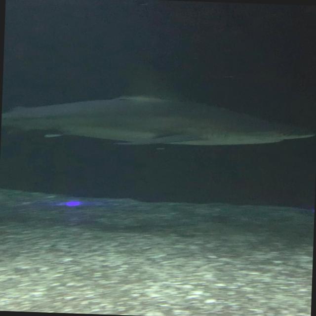 Aquarium Demo Object Detection Dataset by Ananth V.