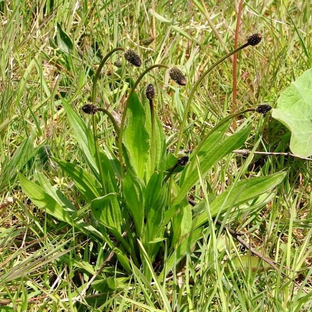 val Object Detection Dataset by image