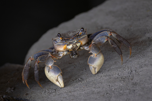 Crab Model Object Detection Model By Johnny