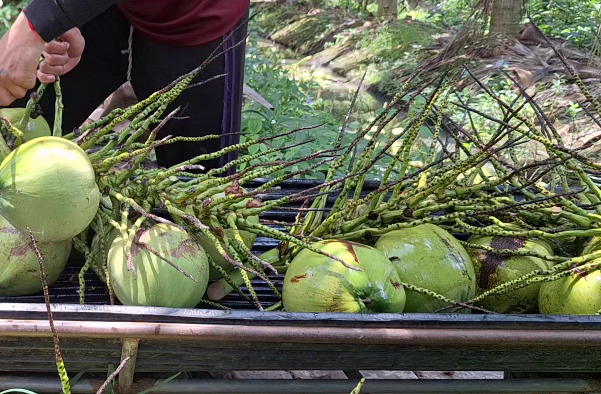 coconut-instance-seg Instance Segmentation Model by coconut