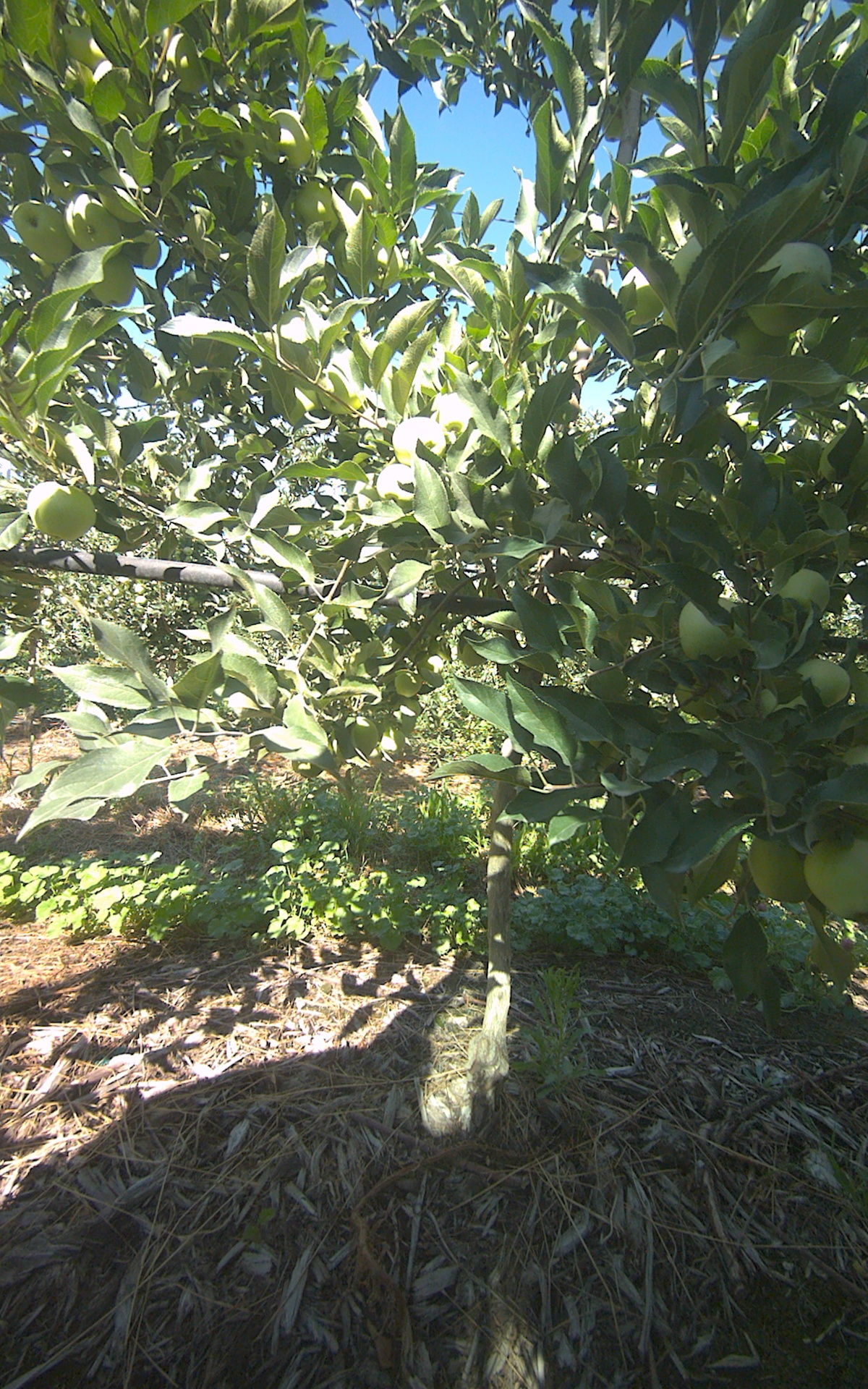 Or Tree Object Detection Dataset By Bittle