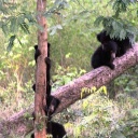 Endangered Animal Detection Object Detection Model by sliit