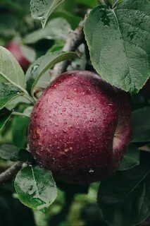 apple Object Detection Dataset by test