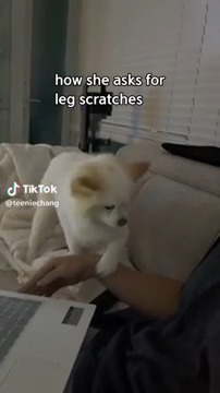 yolov8 Object Detection Dataset by Land Animals