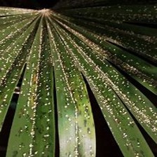 RPW Object Detection Dataset by red palm weevil