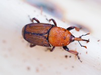 red palm weevil - Roboflow Universe