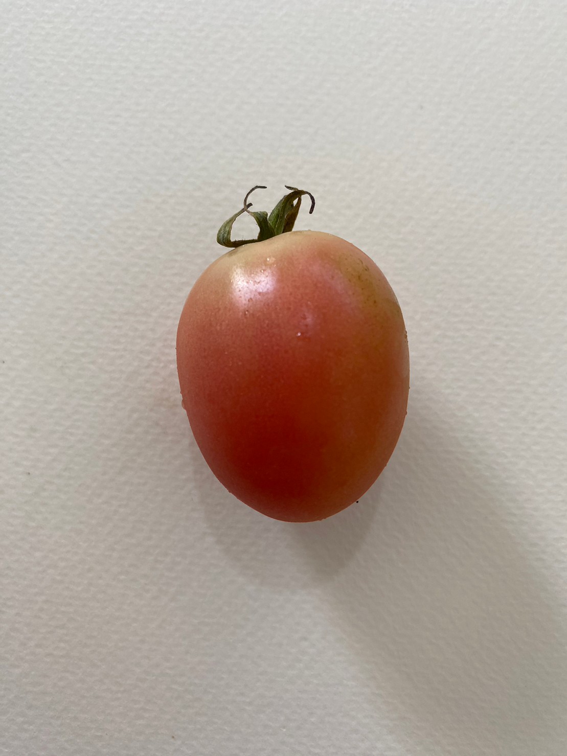 tomato Object Detection Dataset by Nakhon Pathom Rajabhat University