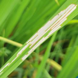 rice disease Object Detection Dataset by new-workspace-sildr