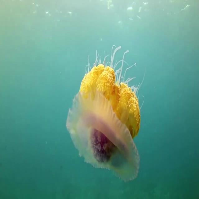 Underwater Project Instance Segmentation Model By Advaith R