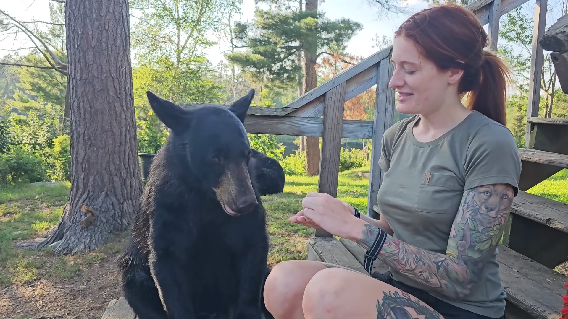 bear Object Detection Dataset by ptr project