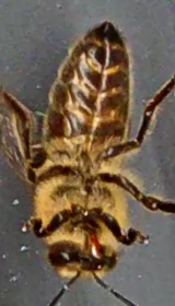 Varroa Mites Detector Object Detection Model by Varroa Virus Detection