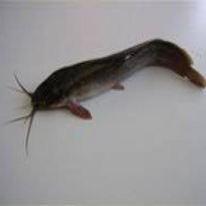 Fish Classification Classification Dataset by Capstone