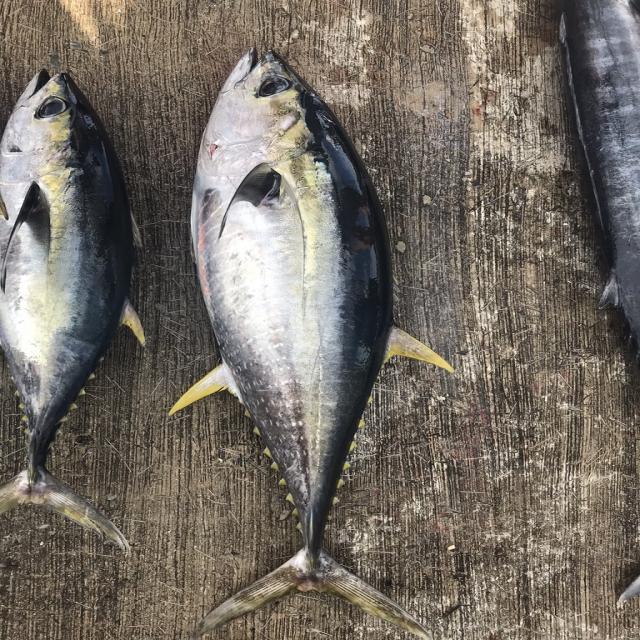 Fish Detection Instance Segmentation Dataset and Pre-Trained Model by Capstone