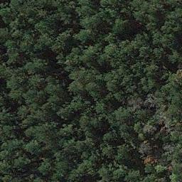 Forest Object Detection Dataset by Ahmed Iftikhar