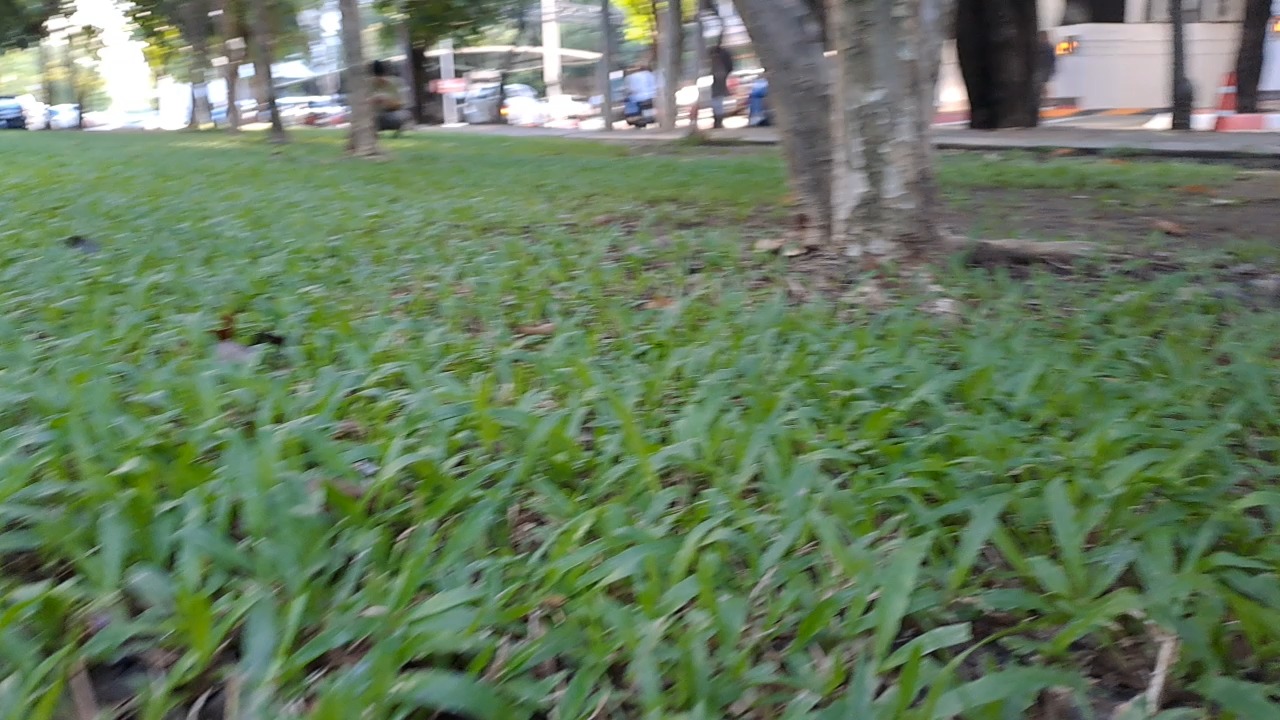 Tree Object Detection Dataset And Pre Trained Model By Kmitl