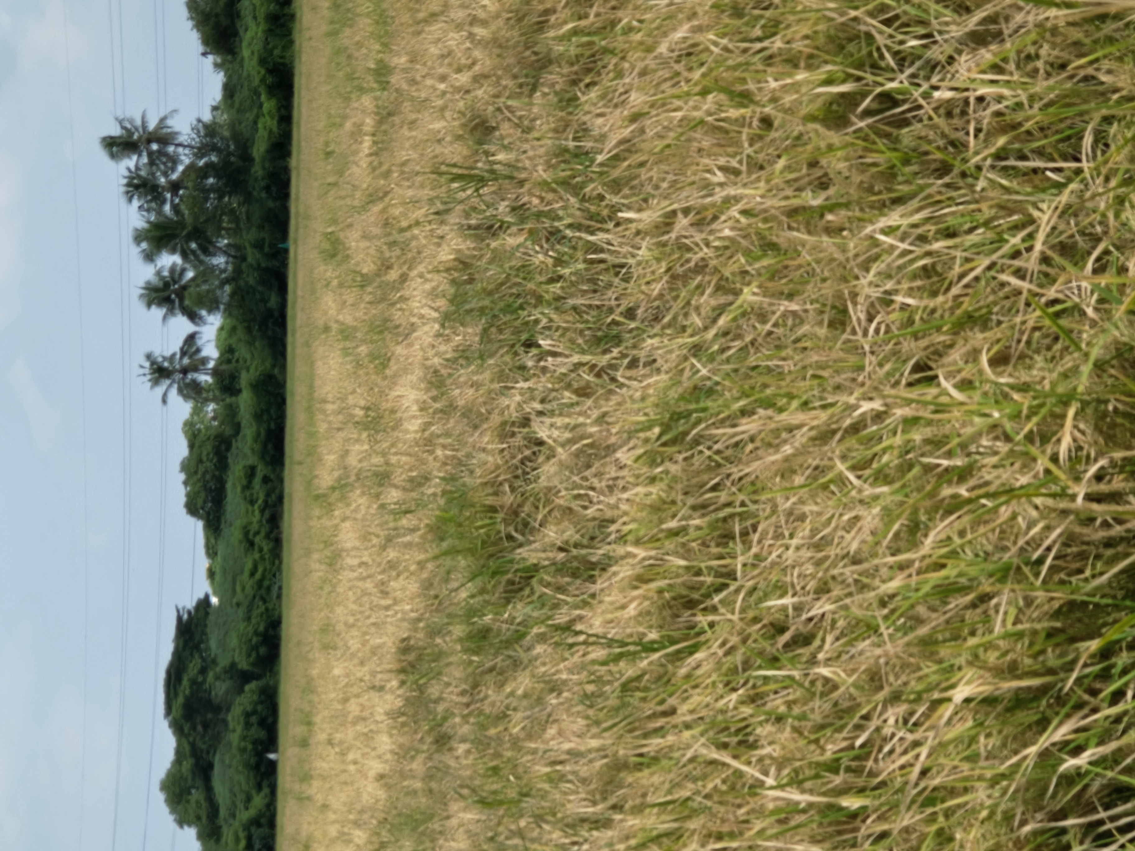 MV project (mv-project-itqwq) - Roboflow Universe