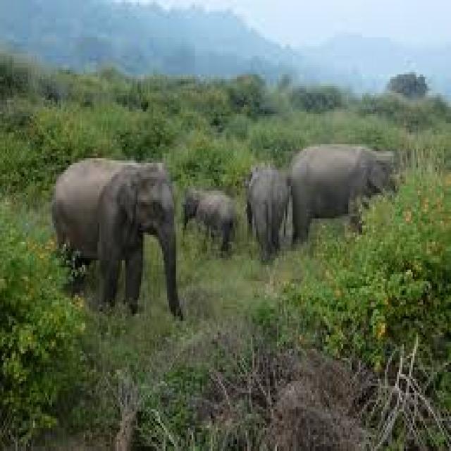 Elephant classification Classification Dataset by 1