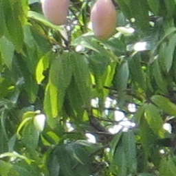 Mango Dataset Instance Segmentation Dataset by Research