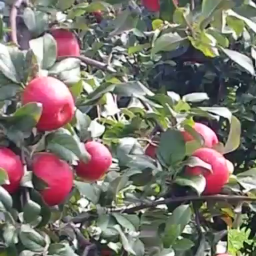 Apple Crop v2 Instance Segmentation Dataset by Research