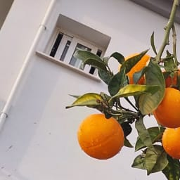 Fruit Segmentation Instance Segmentation Dataset by Research