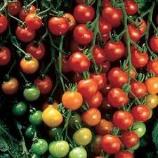 Tomatoes Classification Model by Big Data