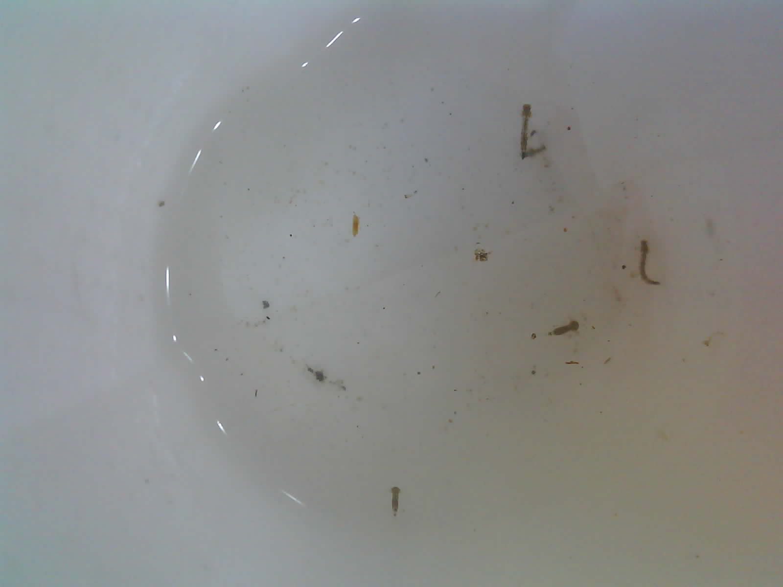 Smart Ovi Object Detection Model by Smart Ovi