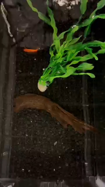 Goldfish Top Detection Object Detection Dataset and Pre-Trained Model ...